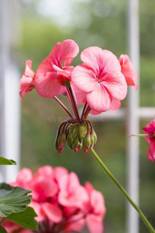 Closeup of Pelargonium Hortorum Stock Photo - Image of blossoming ...