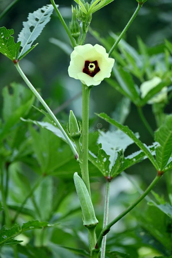 Closeup of a Flower of Okra Plant Stock Photo - Image of vertical, food ...