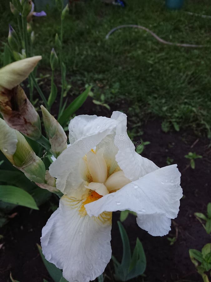 Closeup of the Flower of the Royal Iris Stock Image - Image of ceremony ...