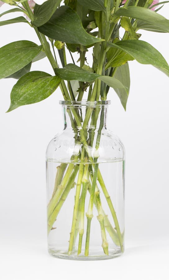 The Closeup of Flower White Lilies Root Stock Image - Image of flora ...
