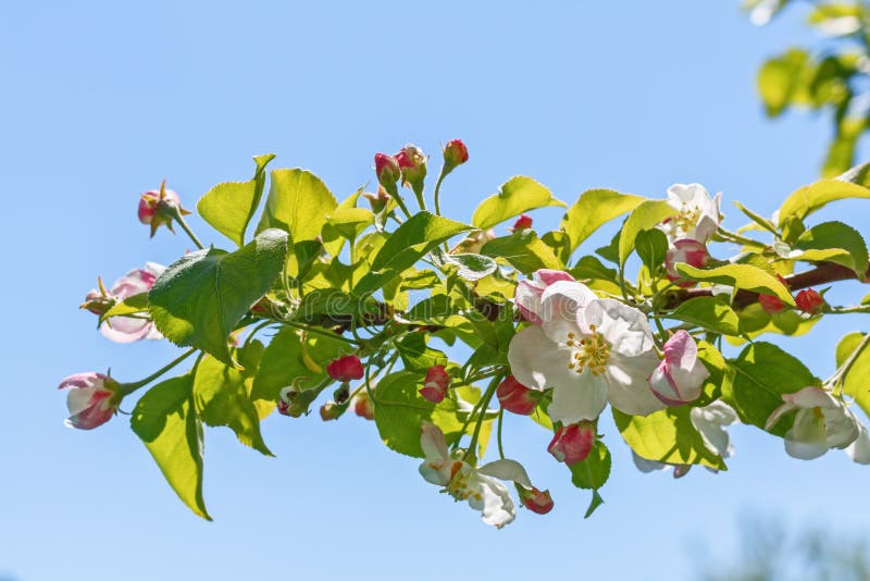 Closeup of Flowering Apple Tree in Spring Stock Image - Image of ...