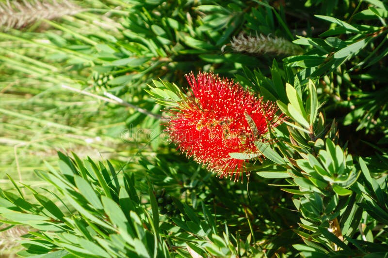 Dwarf Callistemon in Spring, Closeup Stock Image - Image of plant ...