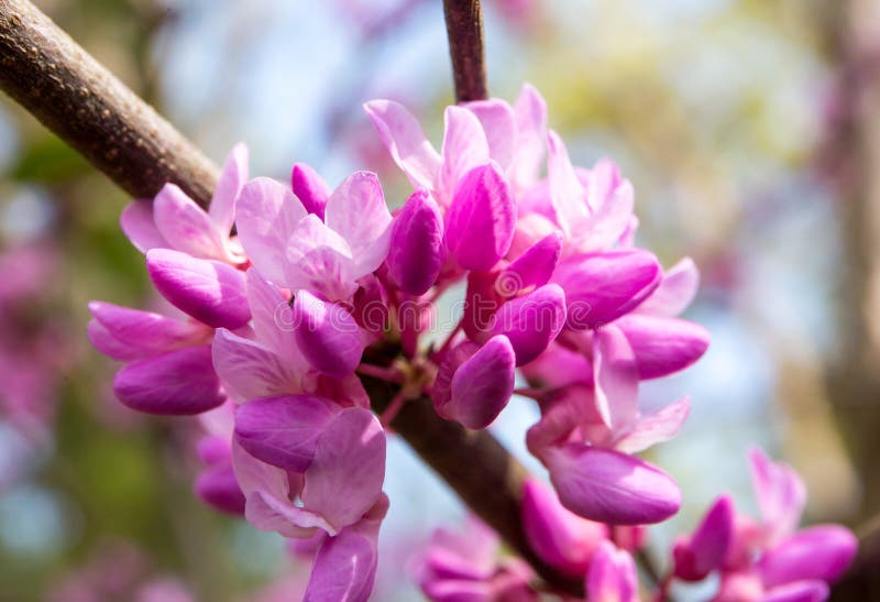 Eastern Redbud Tree in Bloom Stock Image - Image of floral, beauty ...