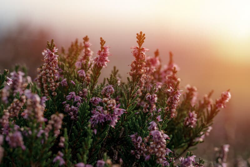 Closeup of Flowering Heather Plant in Yorkshire Landscape at Sunset ...
