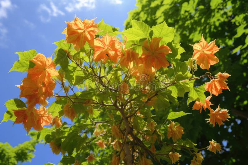 Closeup of a Flowering Maple Tree Growing in the Summer Sun Stock Image ...