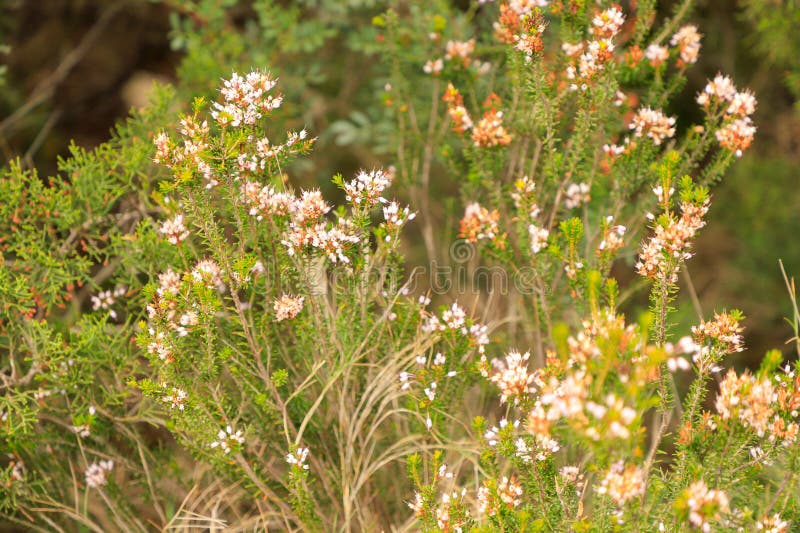 Closeup of Flowering Rosemary Plant in the Field Stock Photo - Image of ...