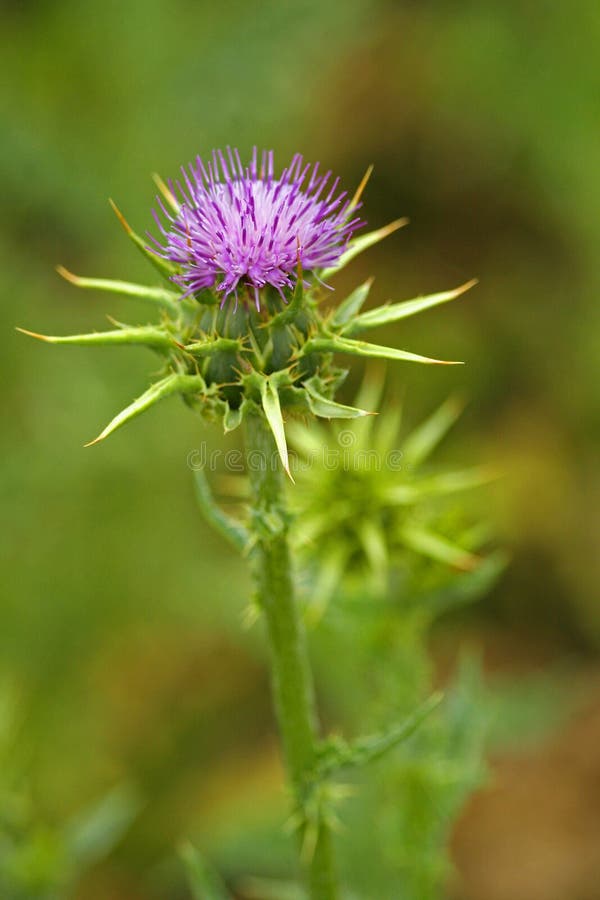 Closeup of Flowering Thistle Stock Image - Image of spines, thorny: 3708219