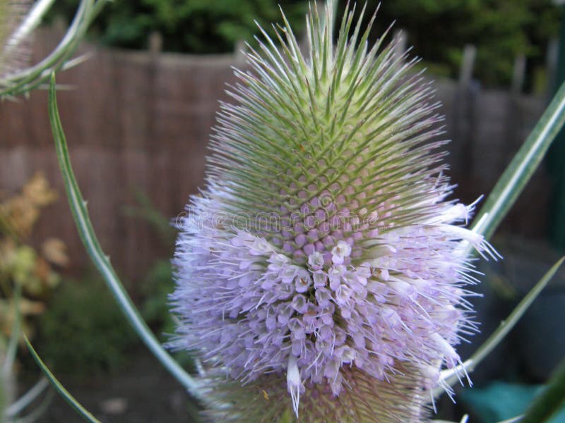Closeup Flowering Wildflower Teasel Head Stock Image - Image of flowers ...