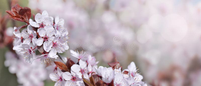 Flowers of an Ornamental Prunus Tree Blooming in Spring Stock Image ...
