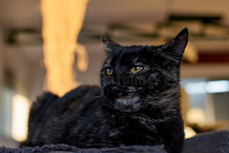 Closeup of a Fluffy Black Smoke Cat Resting at Home Stock Image - Image ...