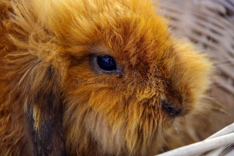 Closeup of a Fluffy Ginger Rabbit in a Basket Stock Image - Image of ...
