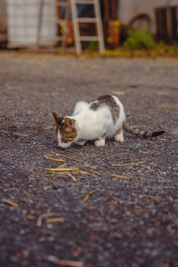 Closeup of a Fluffy Tabby Cat Sitting on the Ground Stock Photo - Image ...