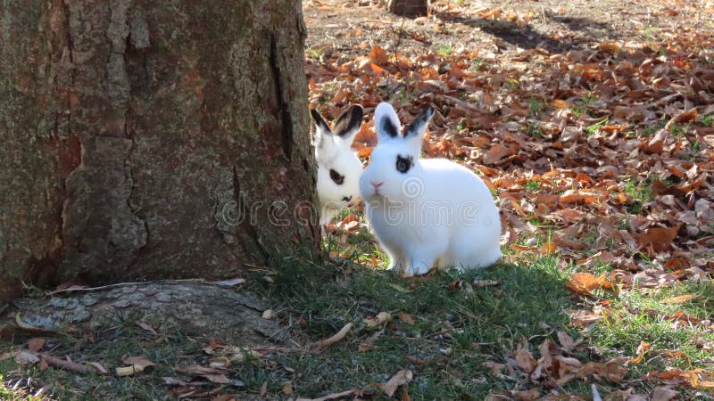 Closeup of Fluffy White and Black Rabbits on the Grass Covered by ...