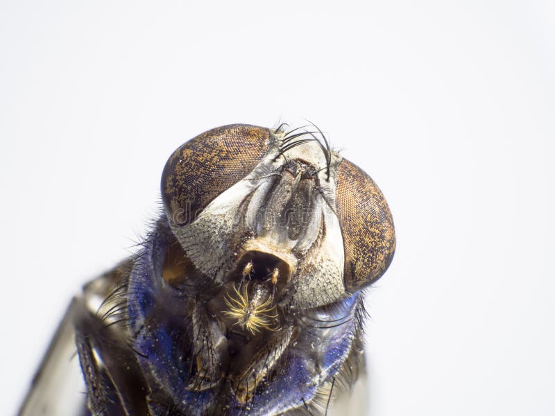 Macro a Fly, Large Insect, Side View, Big Monster Close Up Stock Image ...