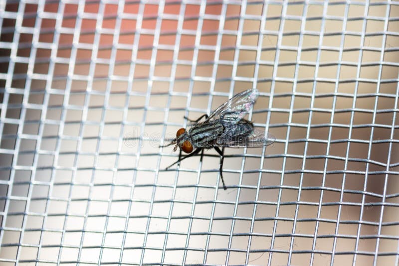 Closeup of a Fly on the Net Stock Photo - Image of irritate, garbage ...