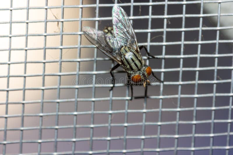 June bug stock image. Image of close, winged, melolontha - 67436717