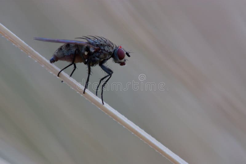 Closeup of a Fly on a Plant Stem. Muscoidea Stock Photo - Image of ...