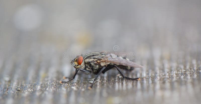 A Closeup of a Fly with Red Eyes Stock Image - Image of macro, portrait ...