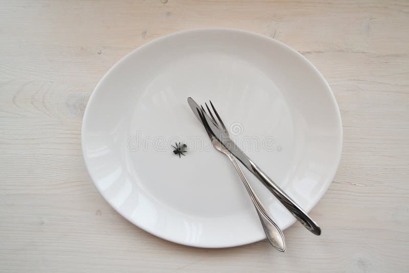 Closeup of Fly on White Background. Fly, Insects. Empty Plate Stock ...