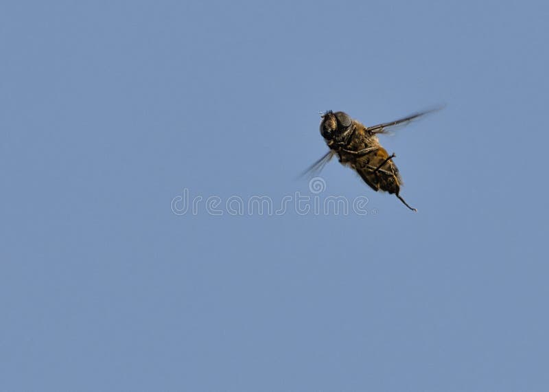 Closeup of a Flying Bee Against Blue Sky Stock Image - Image of empty ...