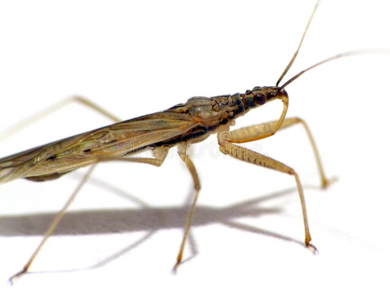 Closeup of a Flying Insect on White Background Stock Photo - Image of ...