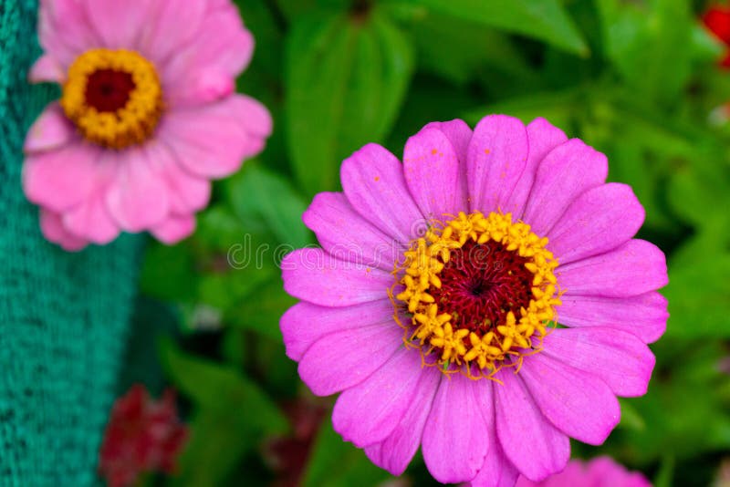 Closeup Focus Shot of a Beautiful Pink Flow Stock Photo - Image of ...
