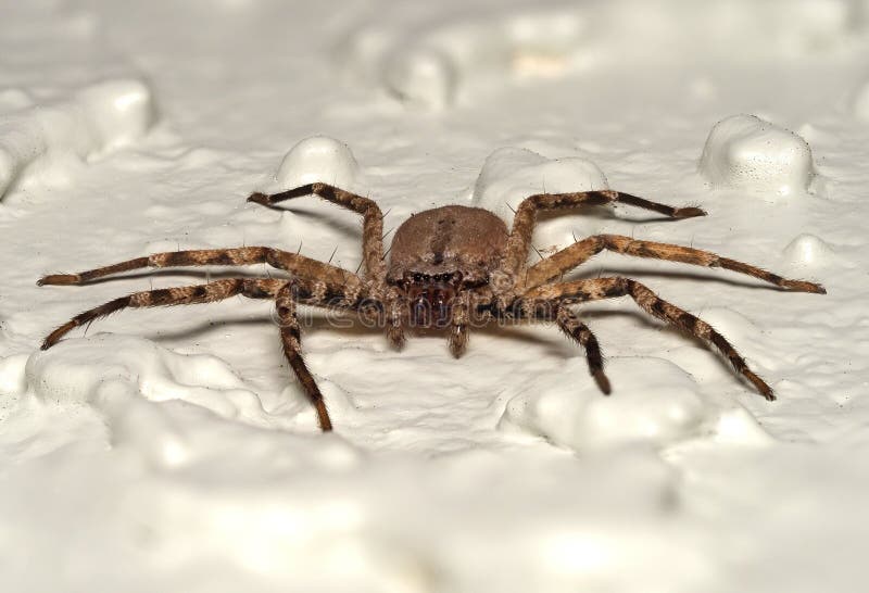 A Closeup Focus Stacked Brown Flat Spider on a White Stucco Wall Stock ...