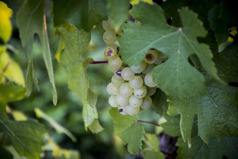 Closeup Focused Shot of a Grapevine with Ripe White Grapes Stock Photo ...