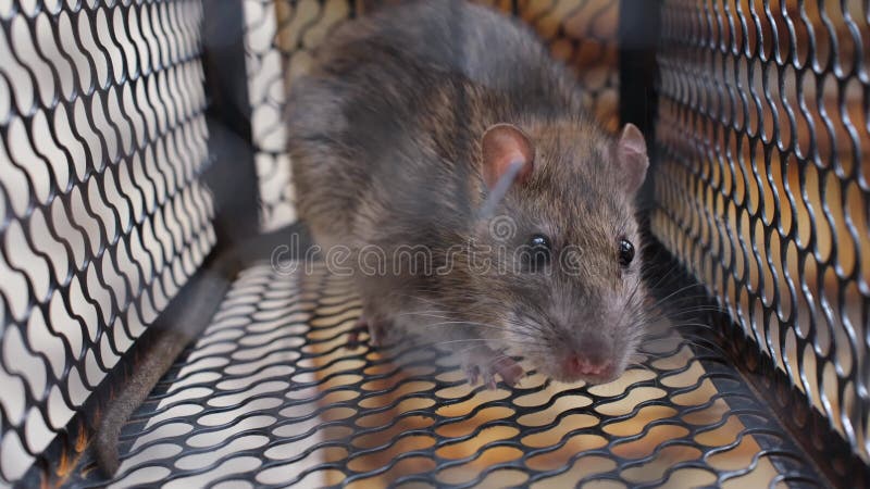 Closeup Footage of a Caged Rat Trying To Breakout Stock Footage - Video ...