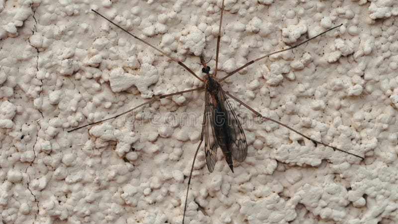 Closeup Footage of Pink Rose Flowers with Green Leaves in a Garden in ...
