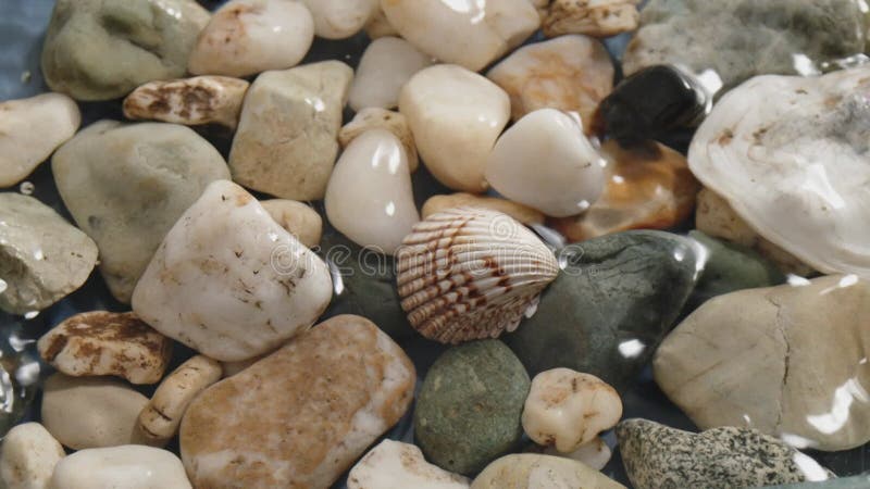 Closeup Footage of a Pile of Stones with a White and Brown Shell in the ...