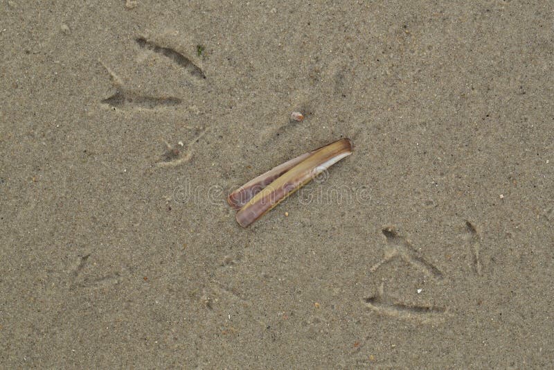 Footprints of a Gull and a Shell on the Beach Stock Image - Image of ...