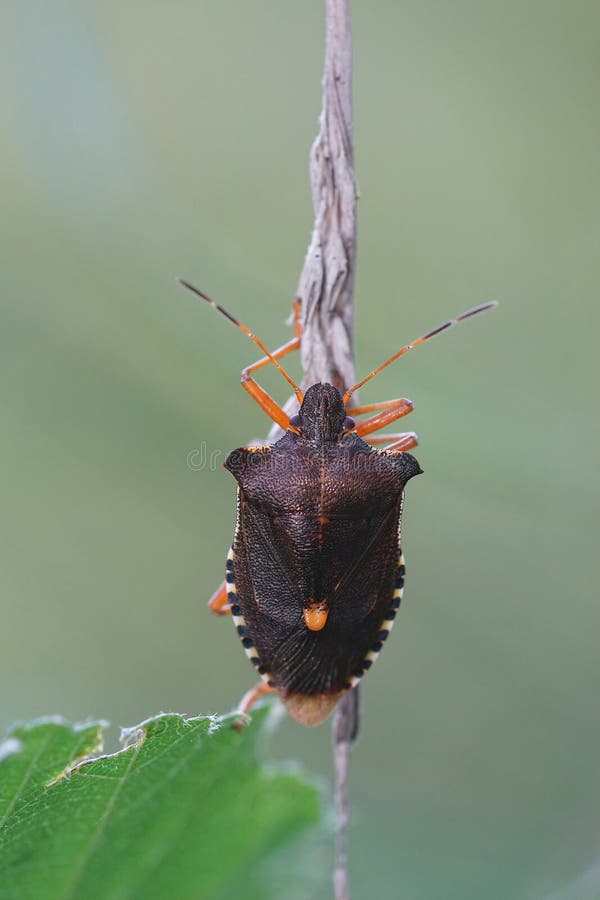 Closeup of the Forest Bug or Red-legged Shieldbug, Pentatoma Rufipes ...