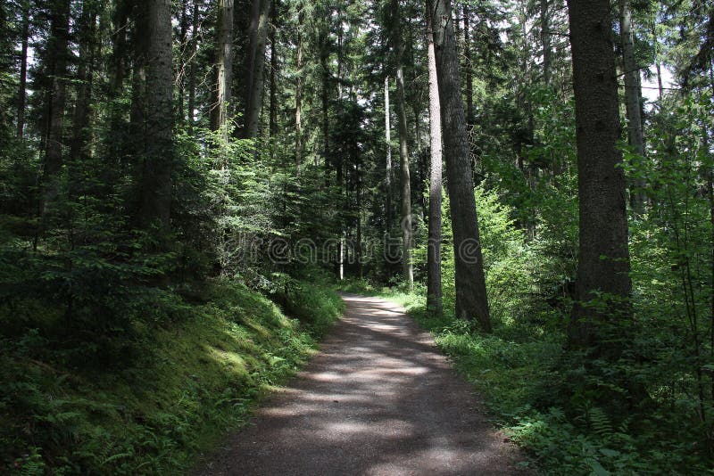Closeup of a Forest Path and Trees, Idyllic Nature Stock Image - Image ...