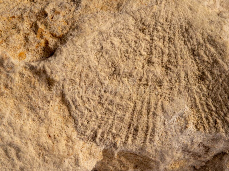 Closeup of a Fossilized Shell Imprint in Limestone Stock Image - Image ...