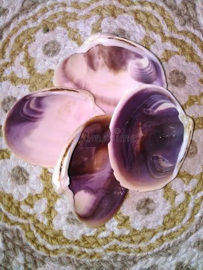 Four Shells with Ridges in a Pile. Stock Photo - Image of piled, shells ...