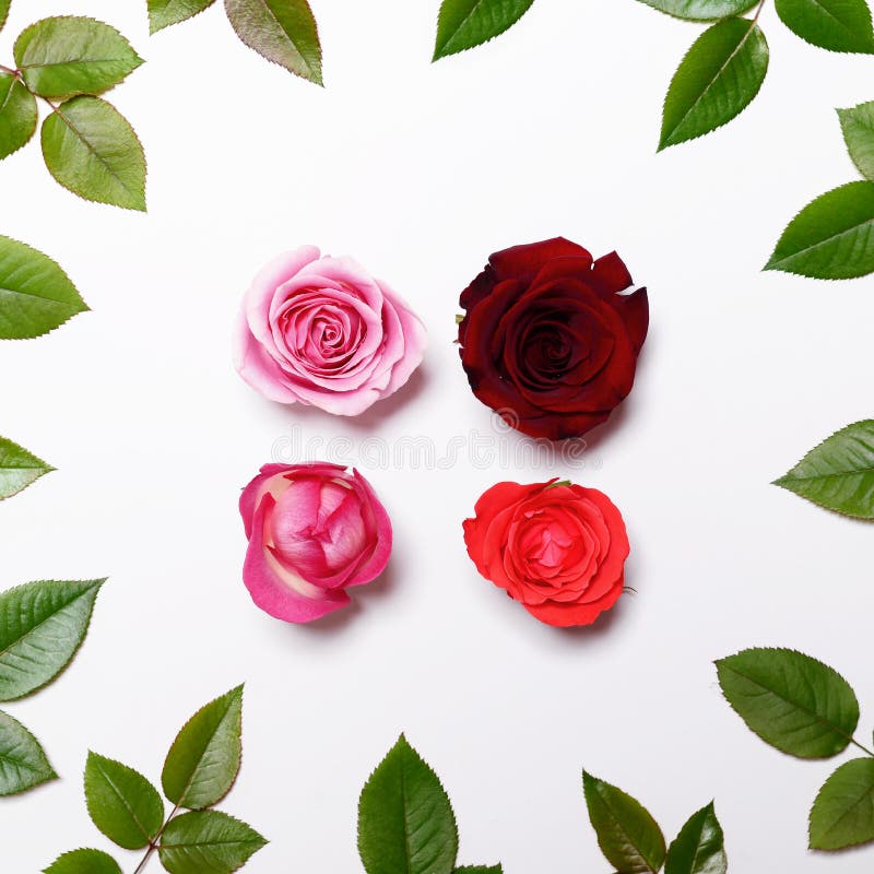 Four Roses Taped on Red Background - Minimal Flat Lay Concept Stock ...