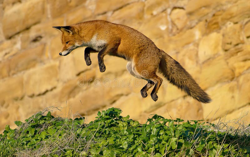 Closeup of a Fox Jumping in Green Shrubs Stock Photo - Image of ...