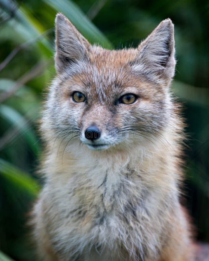 Closeup of a fox at a zoo stock photo. Image of orange - 314653592
