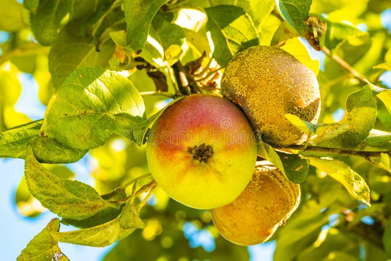 Fresh Apple and Rotten Apples on a Tree Stock Photo - Image of color ...