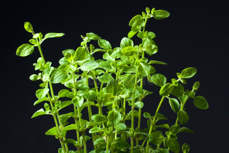 Closeup of fresh basil stock image. Image of condiment - 31763543