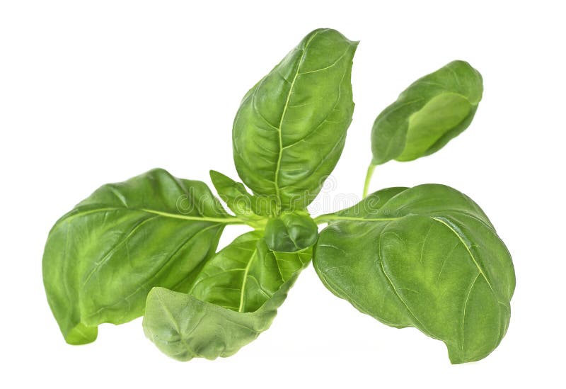Basil Sprig stock photo. Image of ingredient, sprig, garnish - 4418502