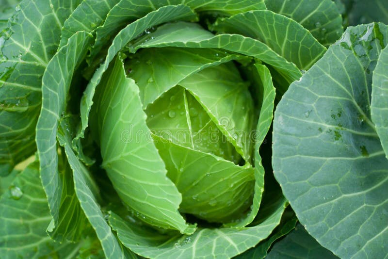 Closeup Fresh Cabbage in the Vegetable Garden. Stock Photo - Image of ...