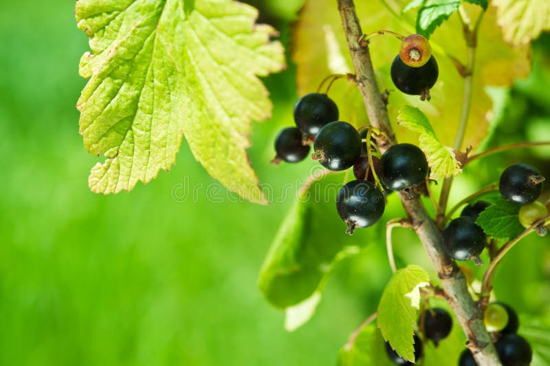 Closeup of fresh currant stock photo. Image of blackcurrant - 26215378