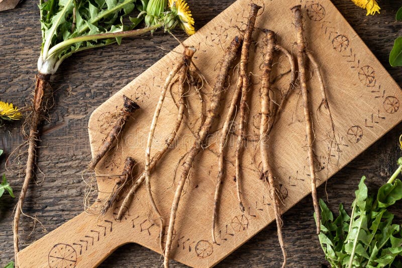Closeup of Fresh Dandelion Roots Stock Photo - Image of blossom, food ...