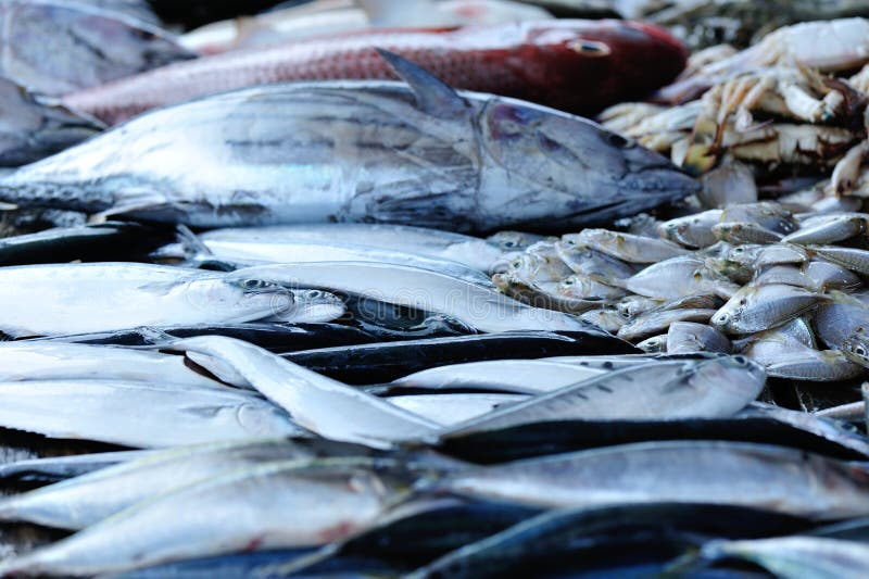 Fresh Fish Selling on Local Market Stock Image - Image of sardine, fish ...