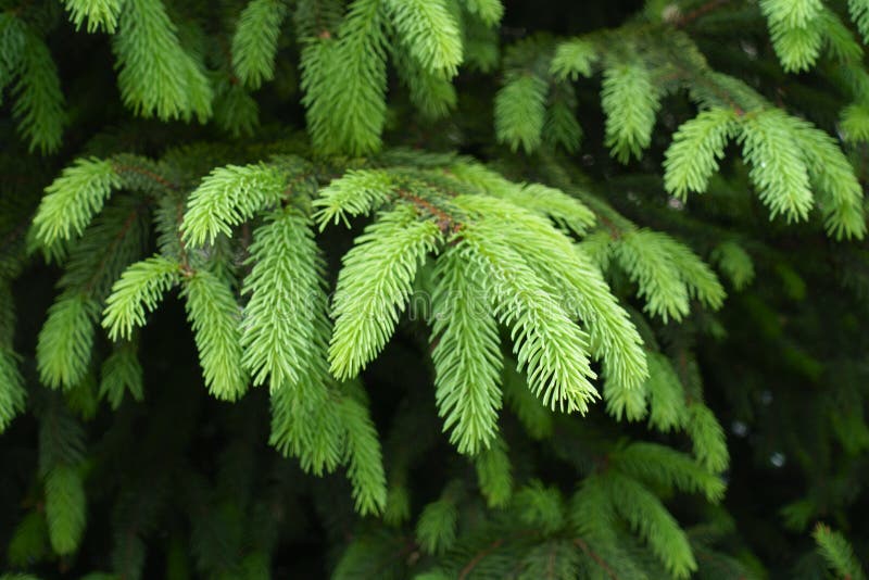 Closeup of Fresh Foliage of European Spruce in May Stock Photo - Image ...