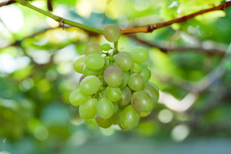 Closeup of fresh grape stock photo. Image of growing - 22687760