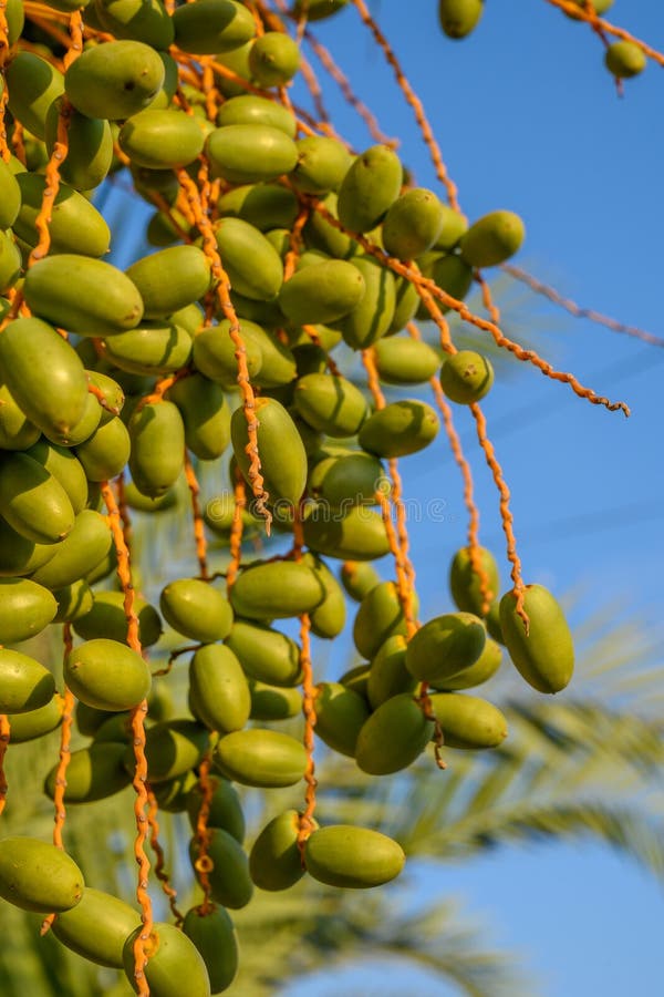 Closeup of Fresh Green Dates in Organic Farm with Copy Space Stock ...
