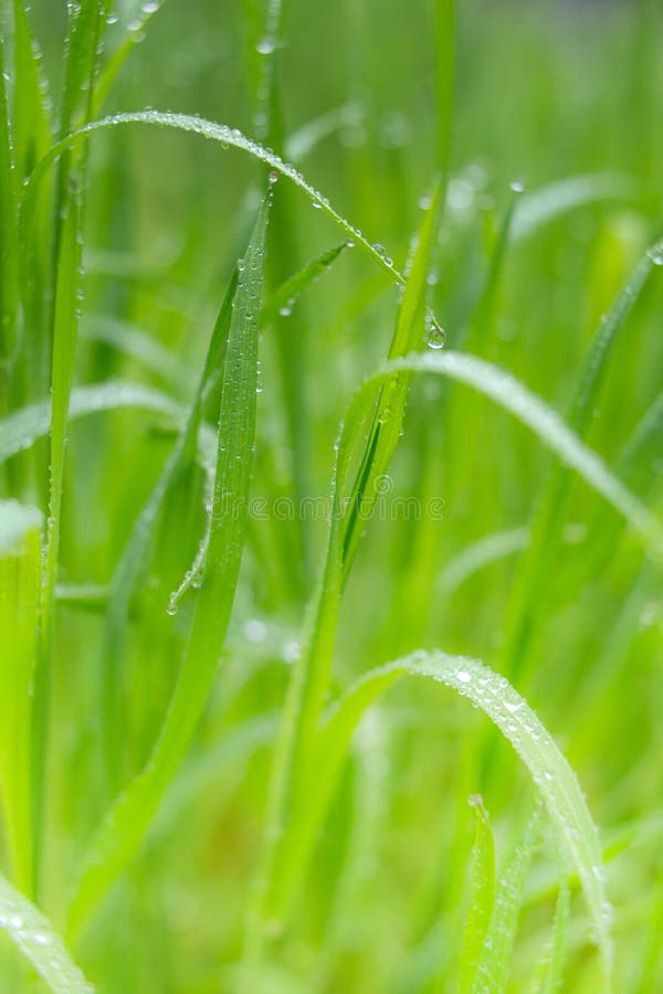 Closeup of Fresh Green Spring Grass with Wet Drops Stock Image - Image ...